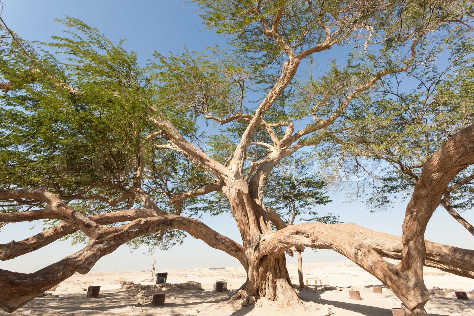Tree Of Life Bahrain Stock Image Colourbox