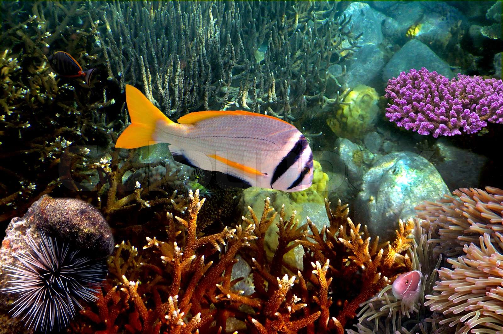 Doublebar bream (acanthopagrus bifasciatus), Red Sea, Egypt | Stock ...