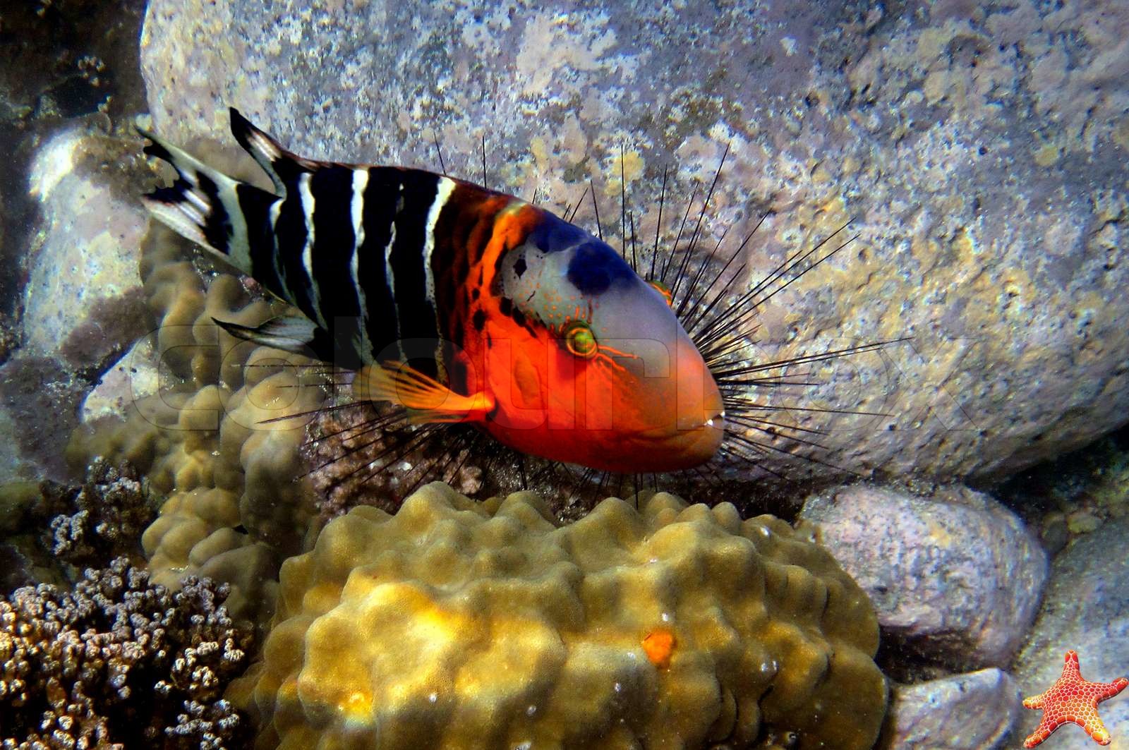 Red -breasted Wrasse (Cheilinus fasciatus) , Koh Tao Insel , Thailand ...