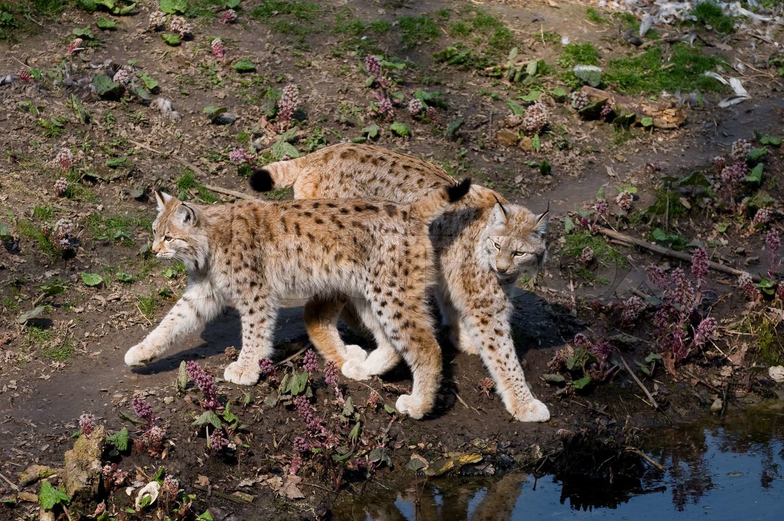 los, kattekilling, dyr | Stock foto | Colourbox