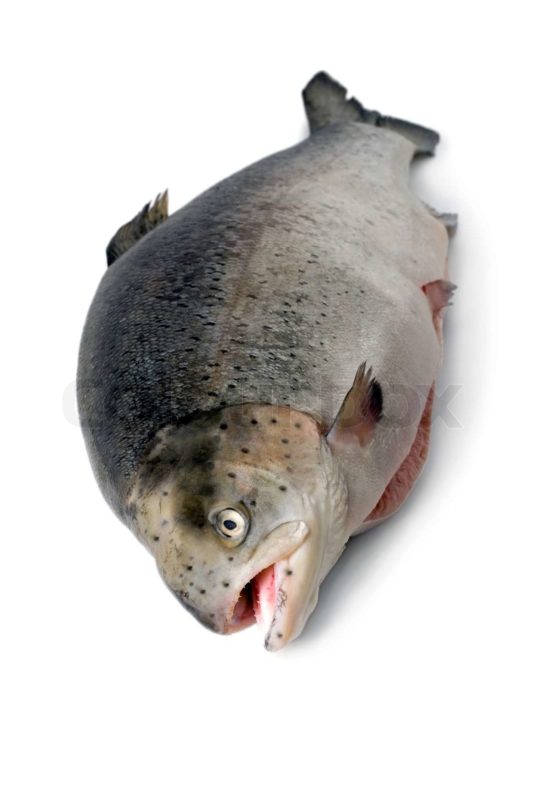 Forellen roh rot Fisch isoliert auf weißem Hintergrund | Stock Bild ...