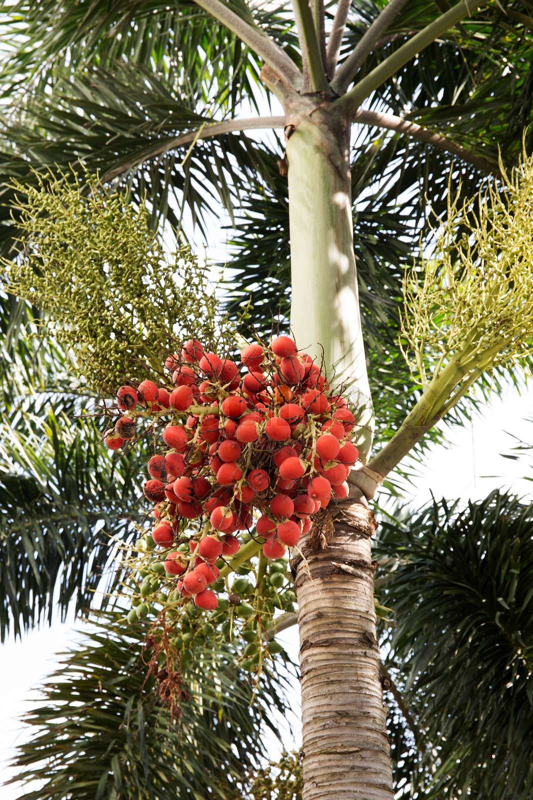 Red Palm Tree With Nuts