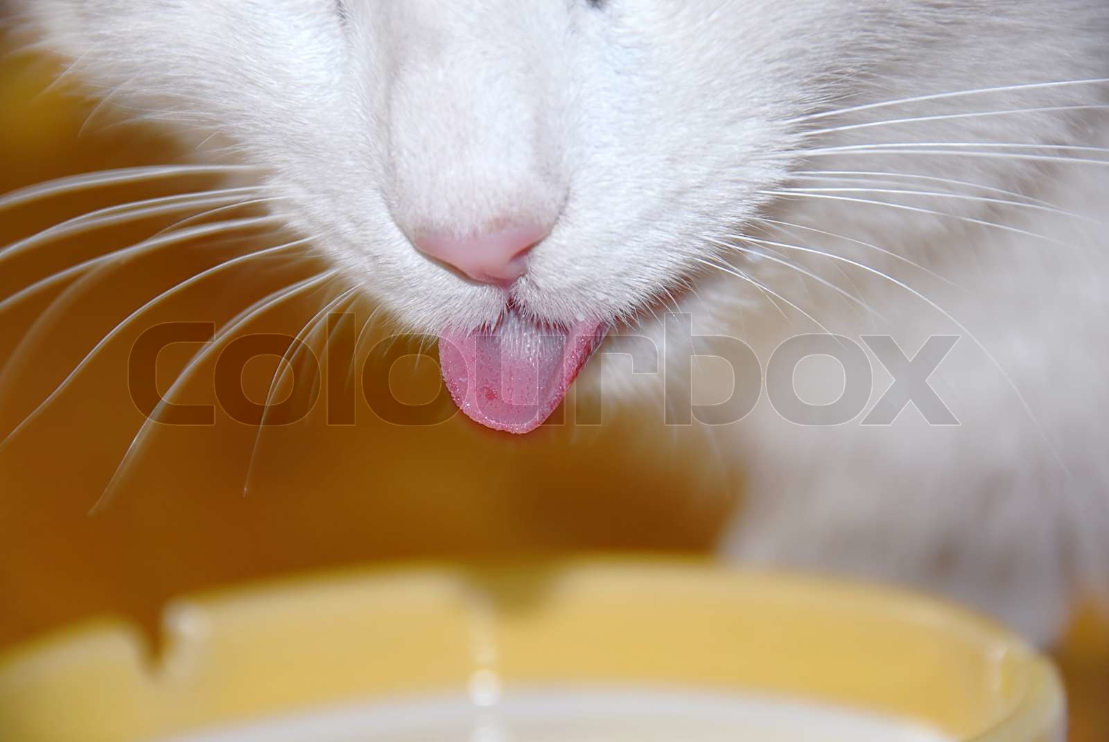 white cat tongue closeup over yellow drinking milk | Stock image ...