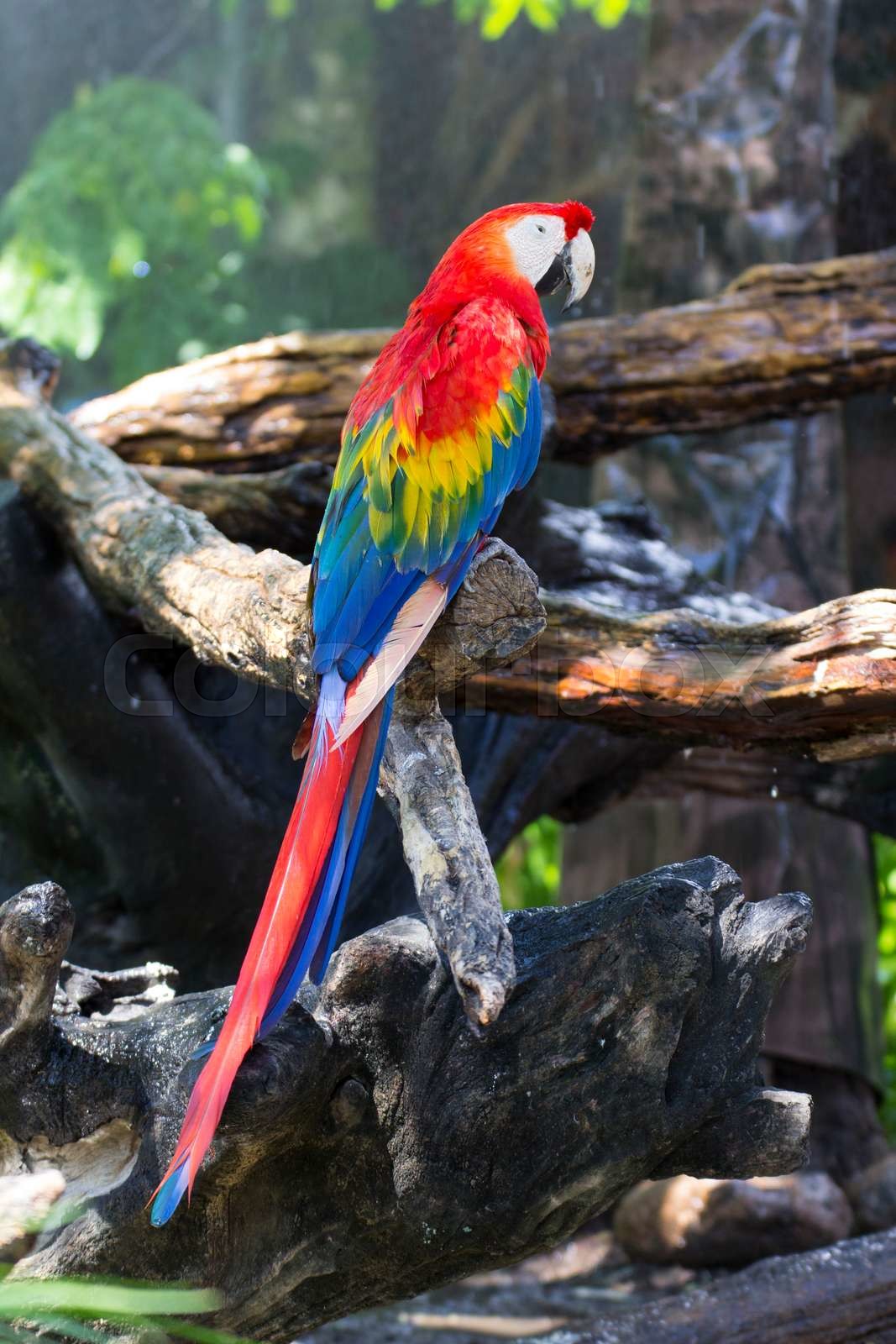 Red and blue macaw | Stock image | Colourbox