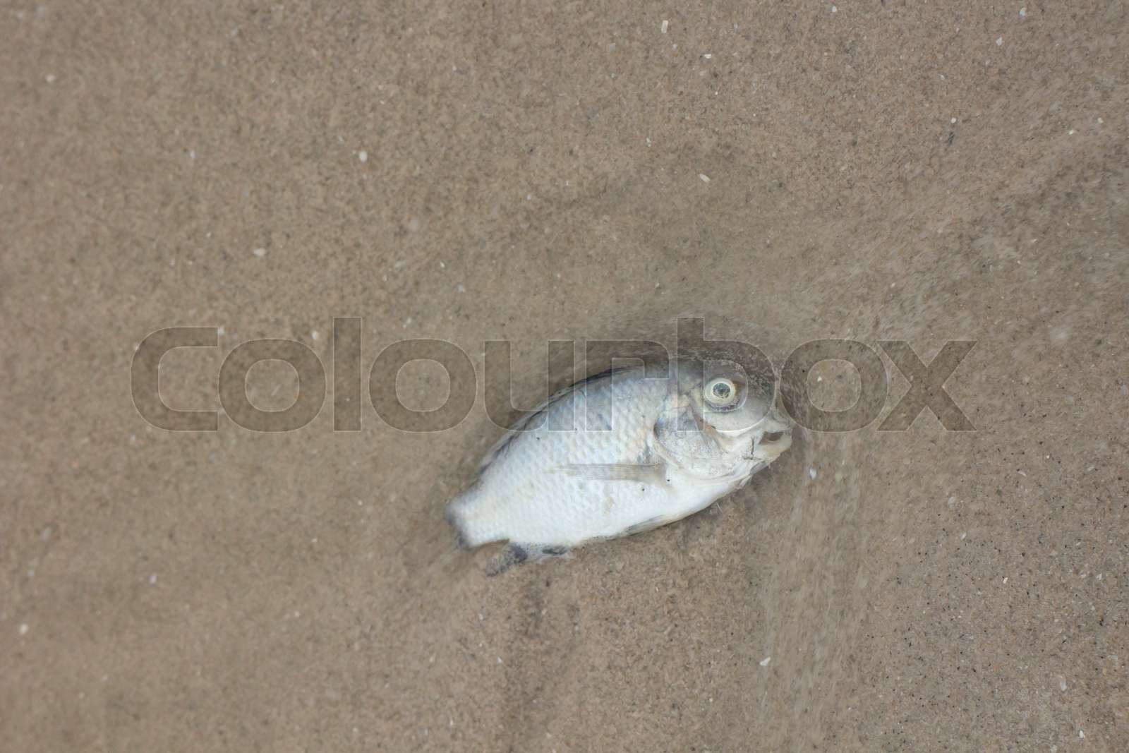 Fish on the beach | Stock image | Colourbox