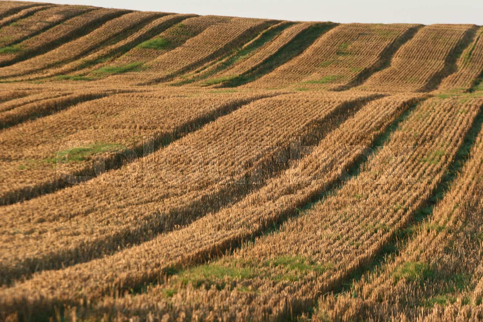 Field in the countryside in denmark | Stock image | Colourbox