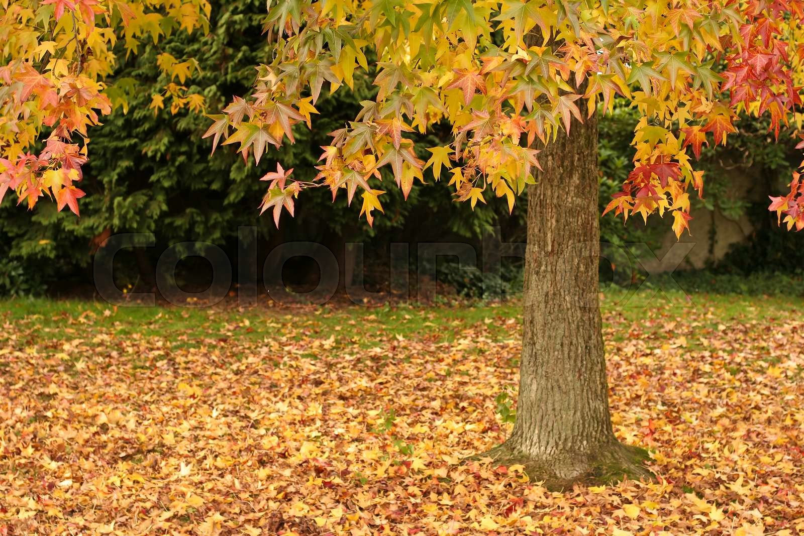 Maple tree in Canada | Stock image | Colourbox