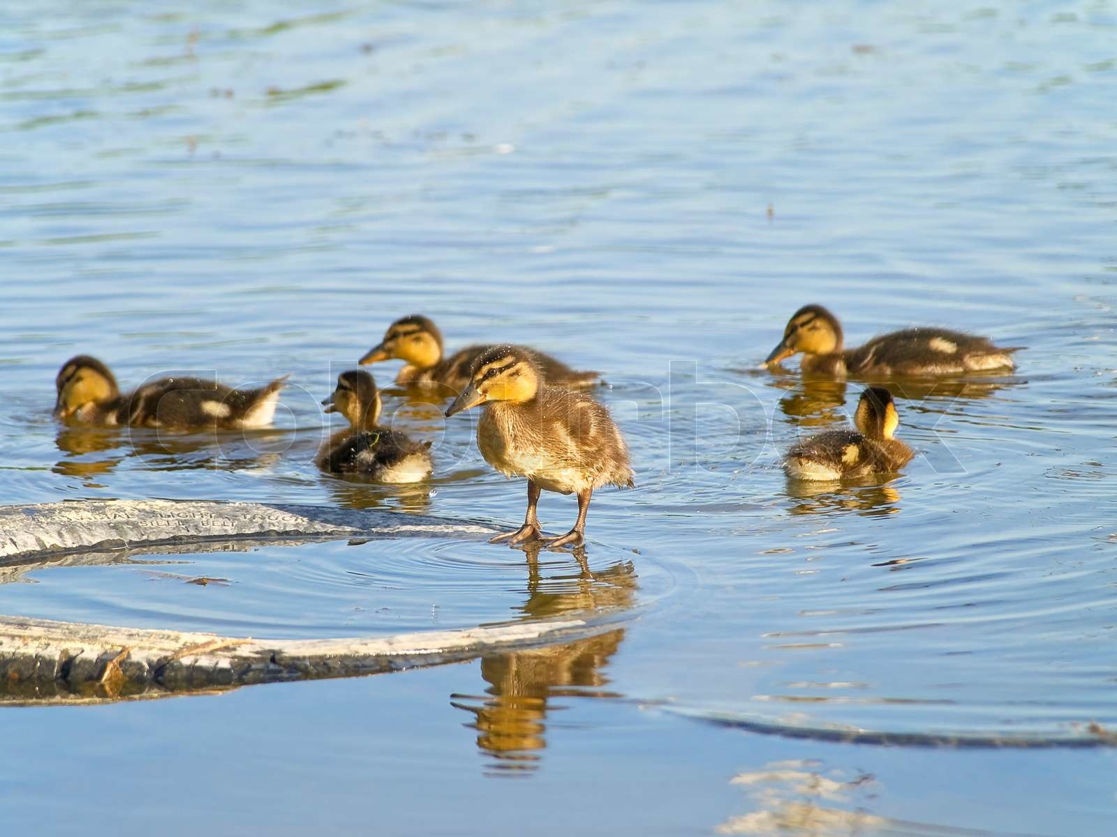 little ducklings swimming at the blue lake | Stock image | Colourbox