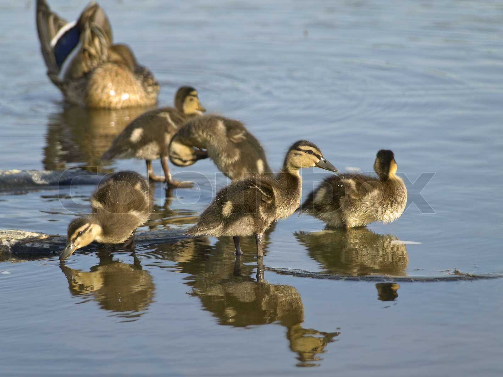 Mother duck and many little ducklings at the blue water | Stock image ...