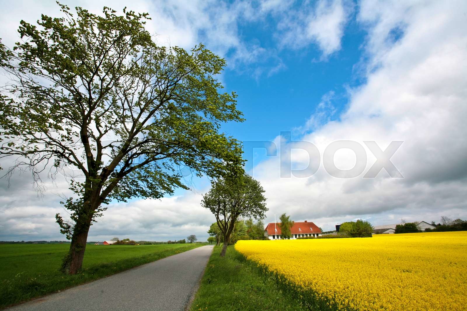 Rapse field and road in the summer in the countryside in denmark ...