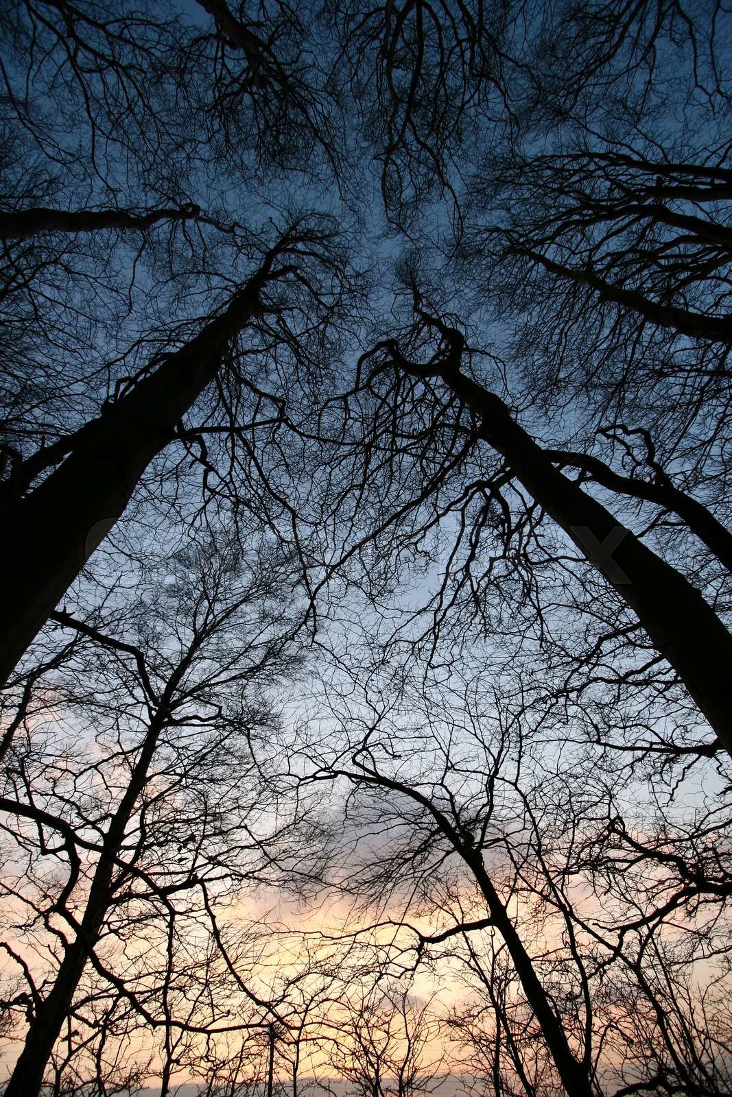 Tree prespective seen from the ground | Stock image | Colourbox