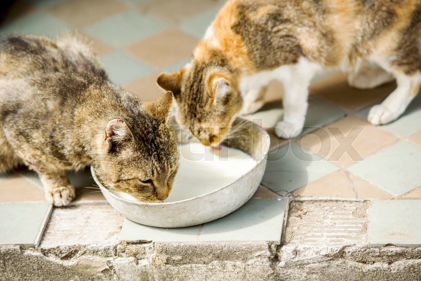 Cute cats drinking milk | Stock image | Colourbox
