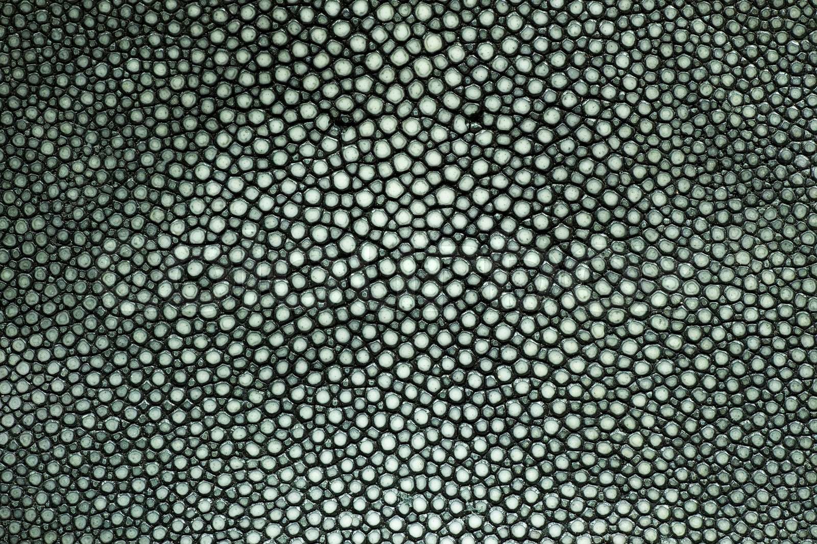 Closeup of a stingray skin texture | Stock image | Colourbox