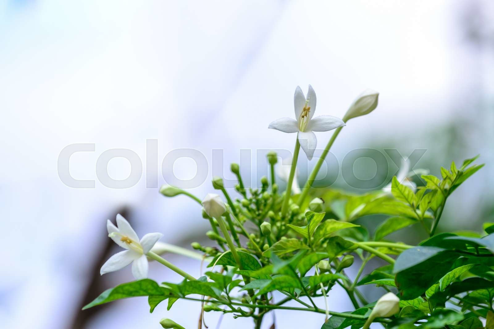 Millingtonia hortensis, tree jasmine or Indian cork tree. | Stock image ...