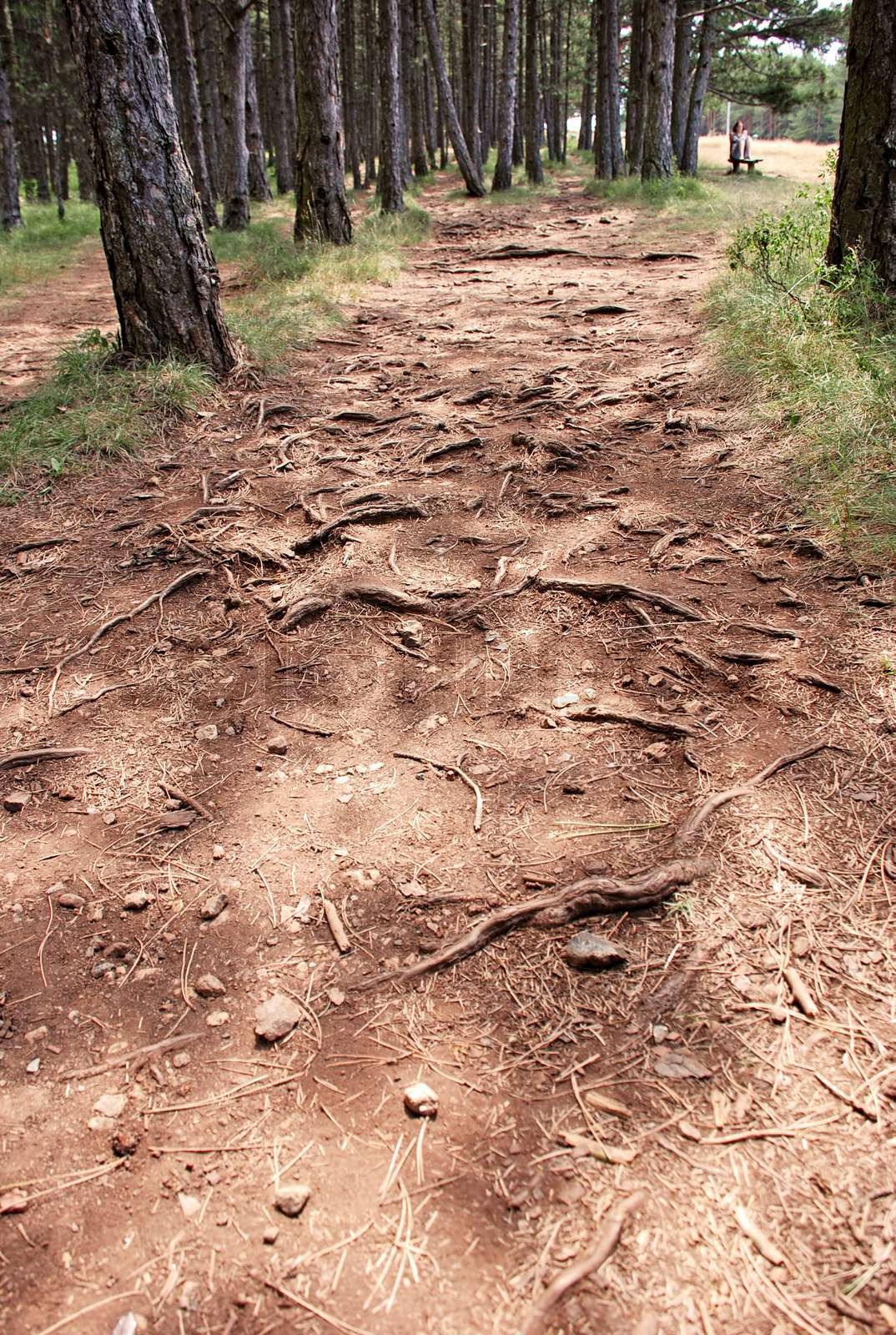 Forest path - root pattern | Stock image | Colourbox