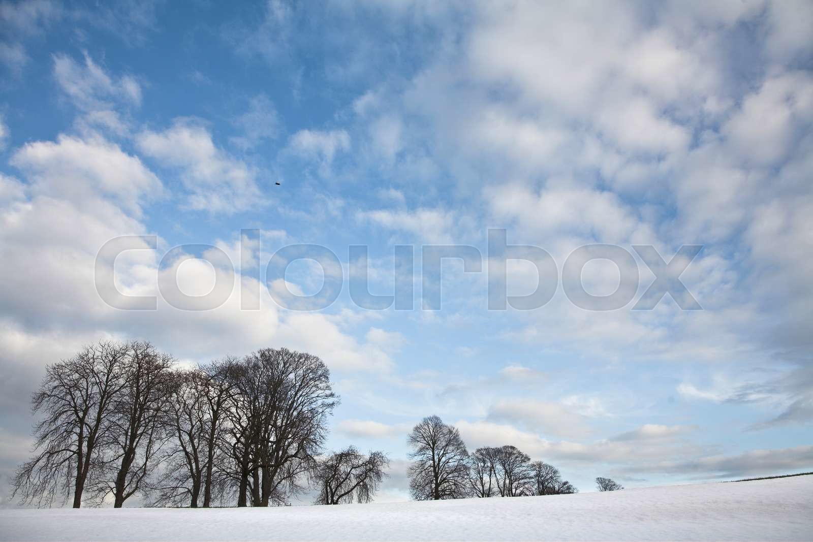 Forest in denmark in winter | Stock image | Colourbox