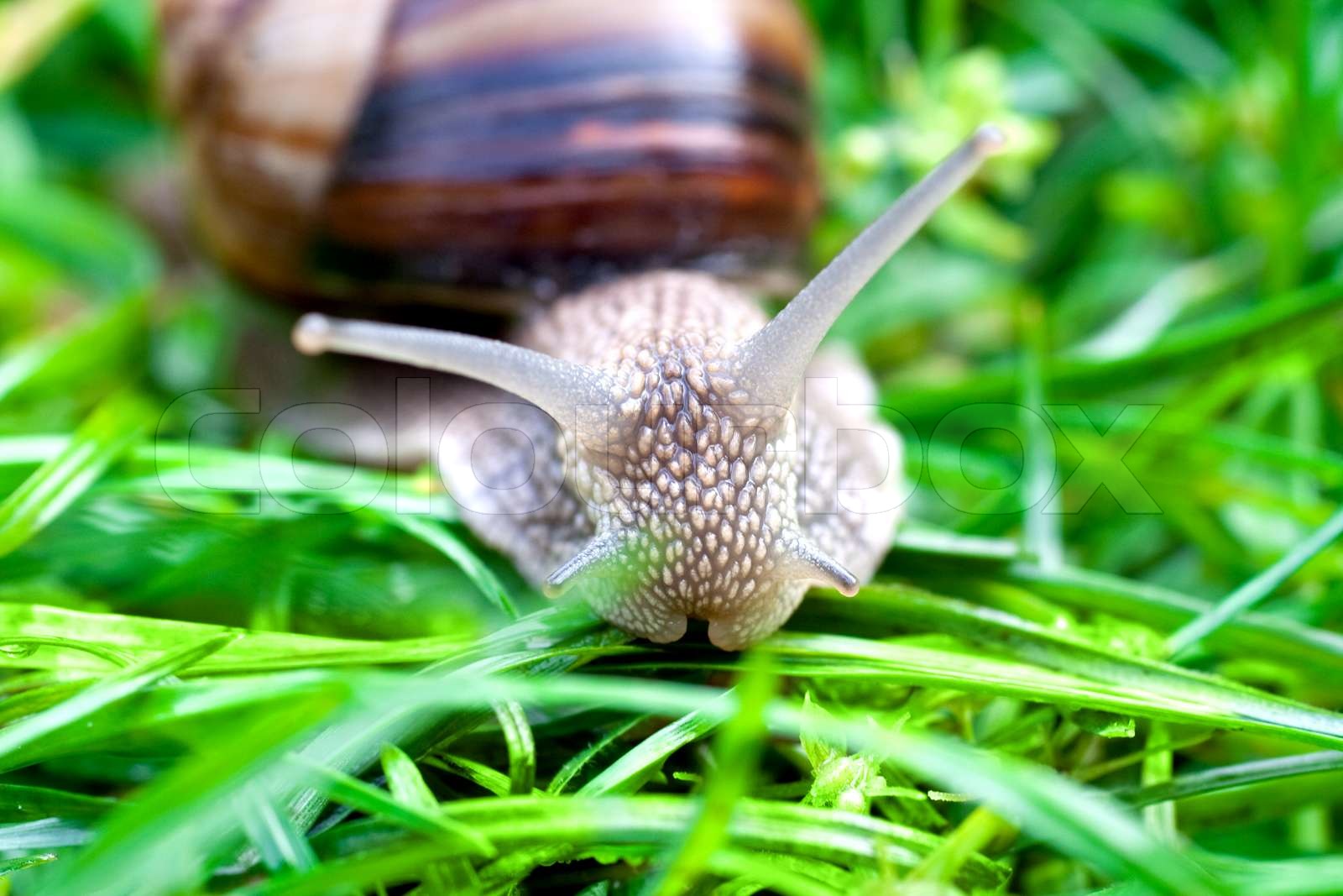 sneglen på et grønt græs langsomt snigende | Stock foto | Colourbox