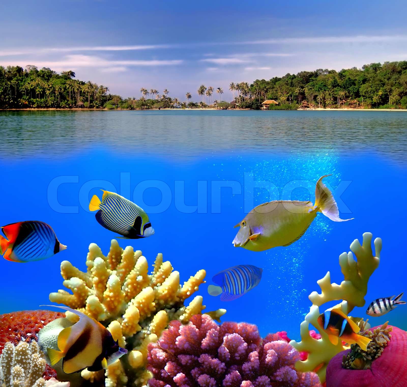 Underwater photo of a hard-coral reef, Koh Chang island. Thailand ...