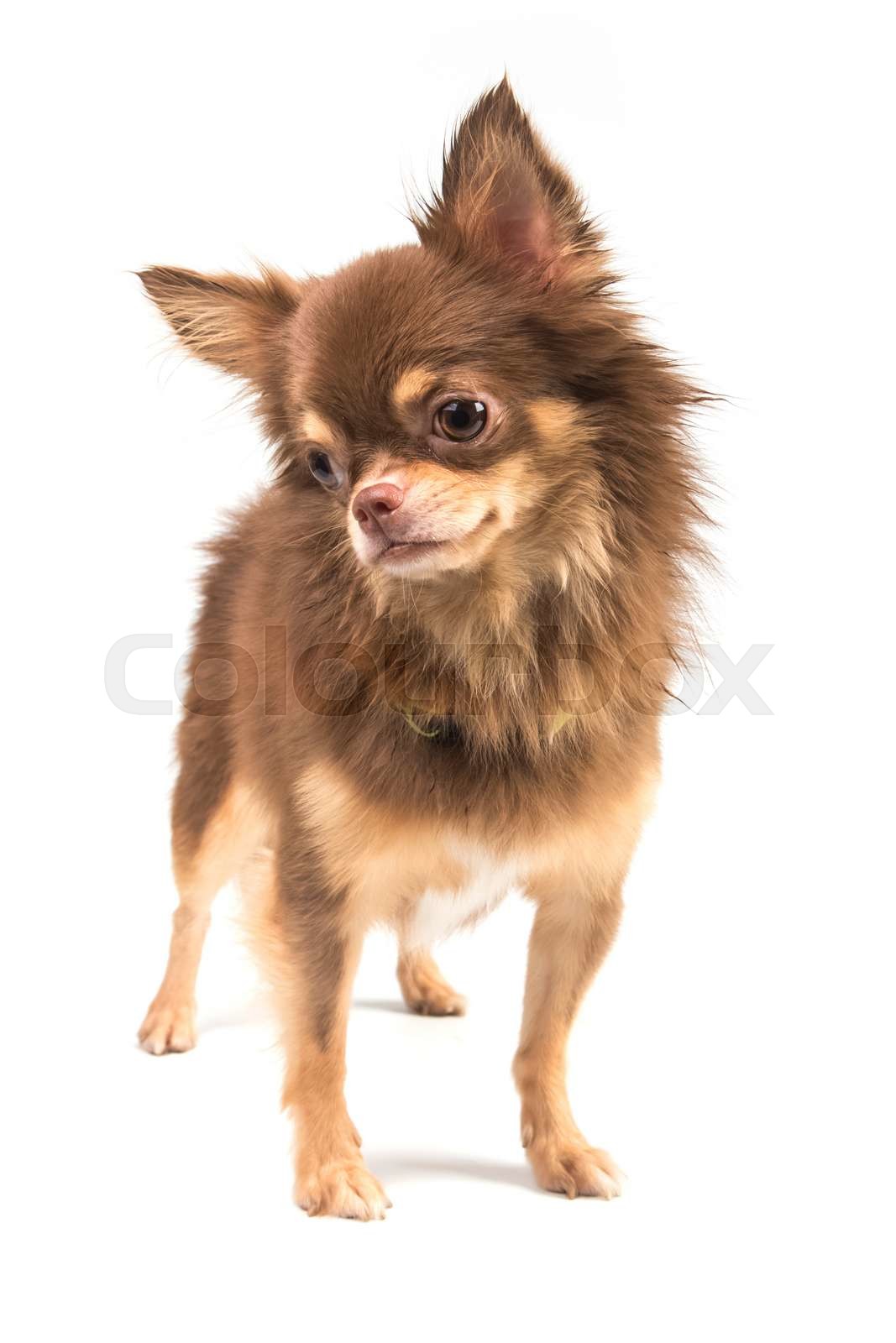 cute chihuahua puppy standing straight looking at camera isolate ...