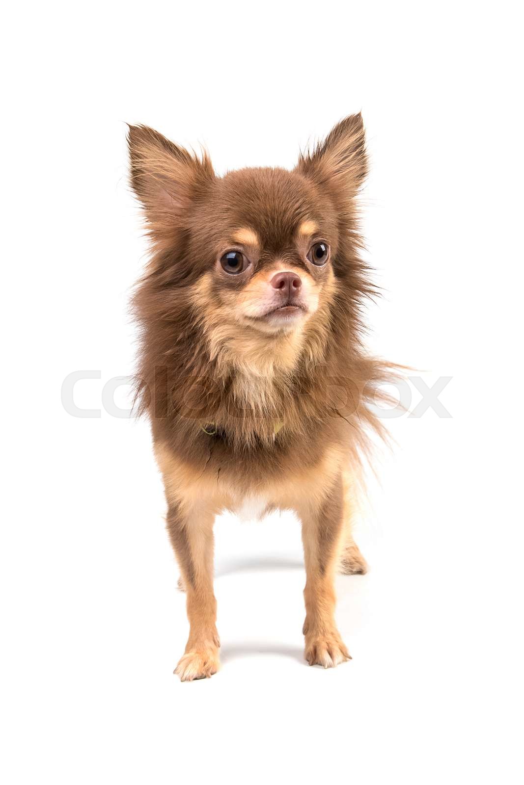 cute chihuahua puppy standing straight looking at camera isolate ...