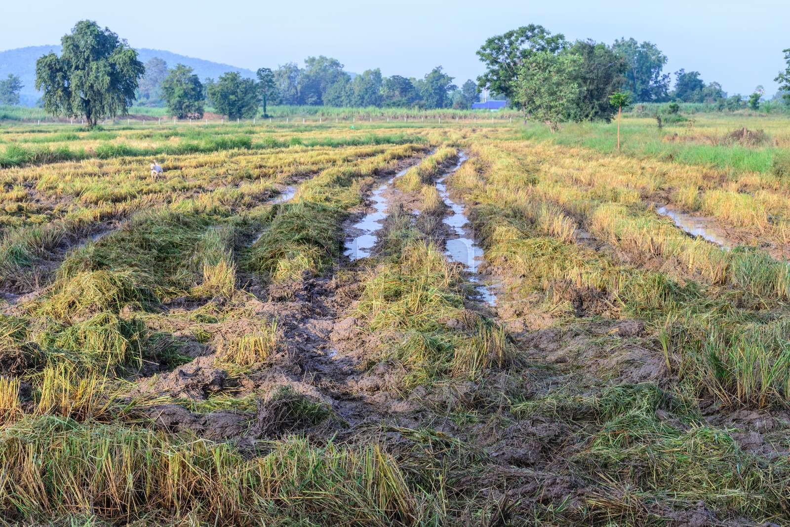 Tractor harvester tracks in muddy rice field. | Stock image | Colourbox