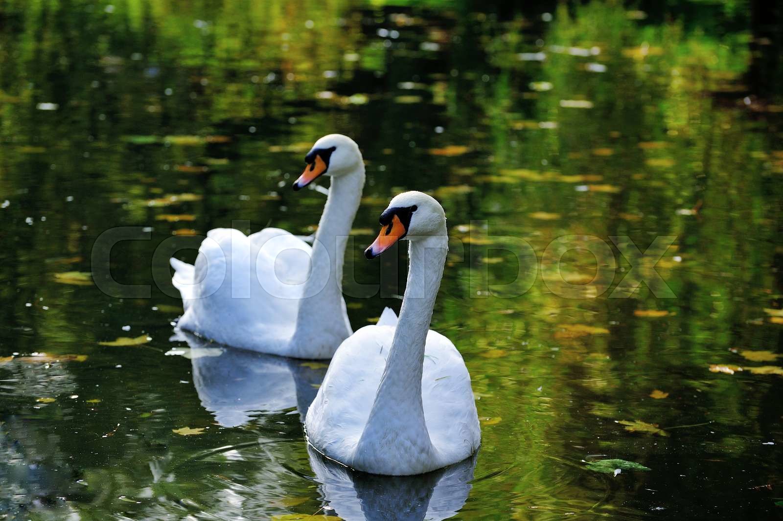 swans swimming on the water | Stock image | Colourbox