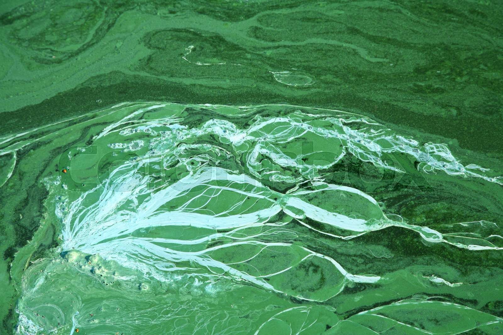 Blue-green algae | Stock image | Colourbox