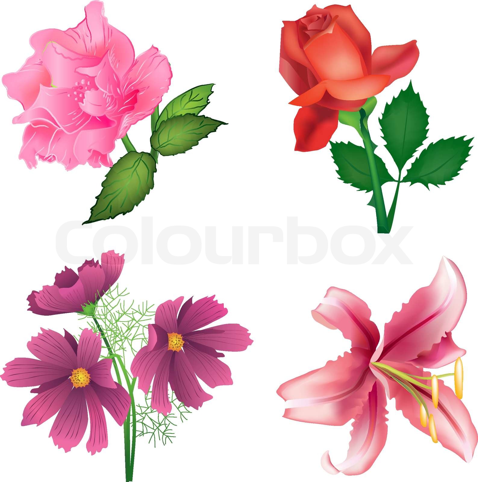 Schöne Blumen für Design - Rosen , Lilien und Kosmos | Stock-Vektor ...