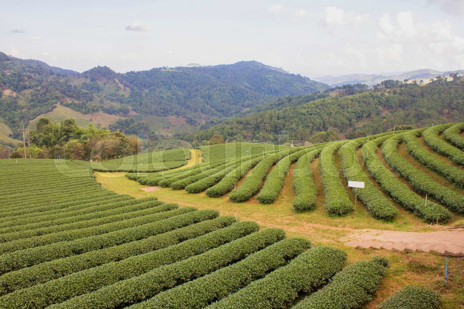 Green tea garden | Stock image | Colourbox