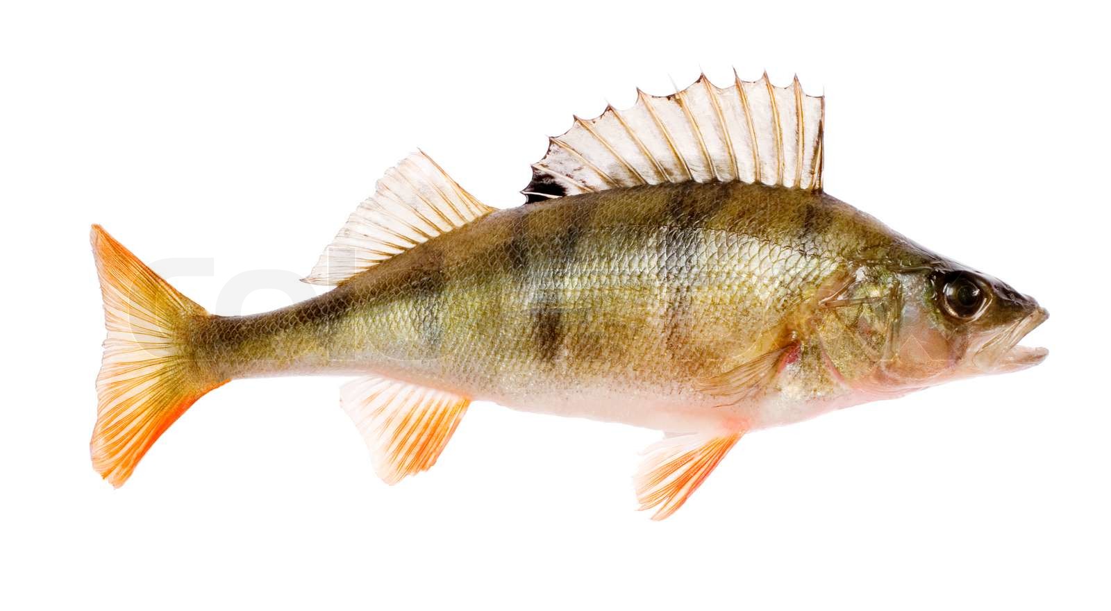 Perch (Perca fluviatilis) fish isolated on white | Stock image | Colourbox