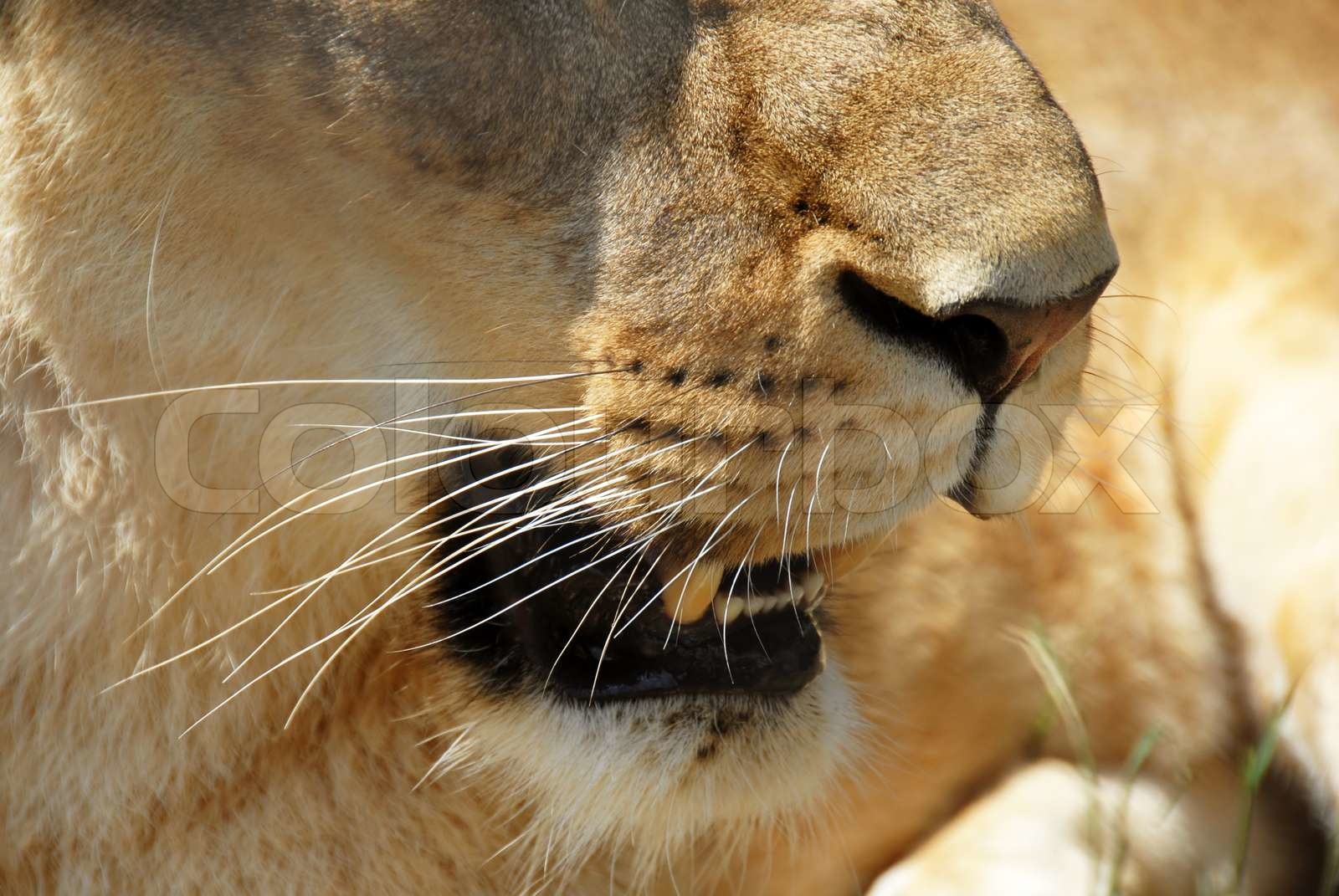 yellow lioness nose and opened mouth closeup | Stock image | Colourbox