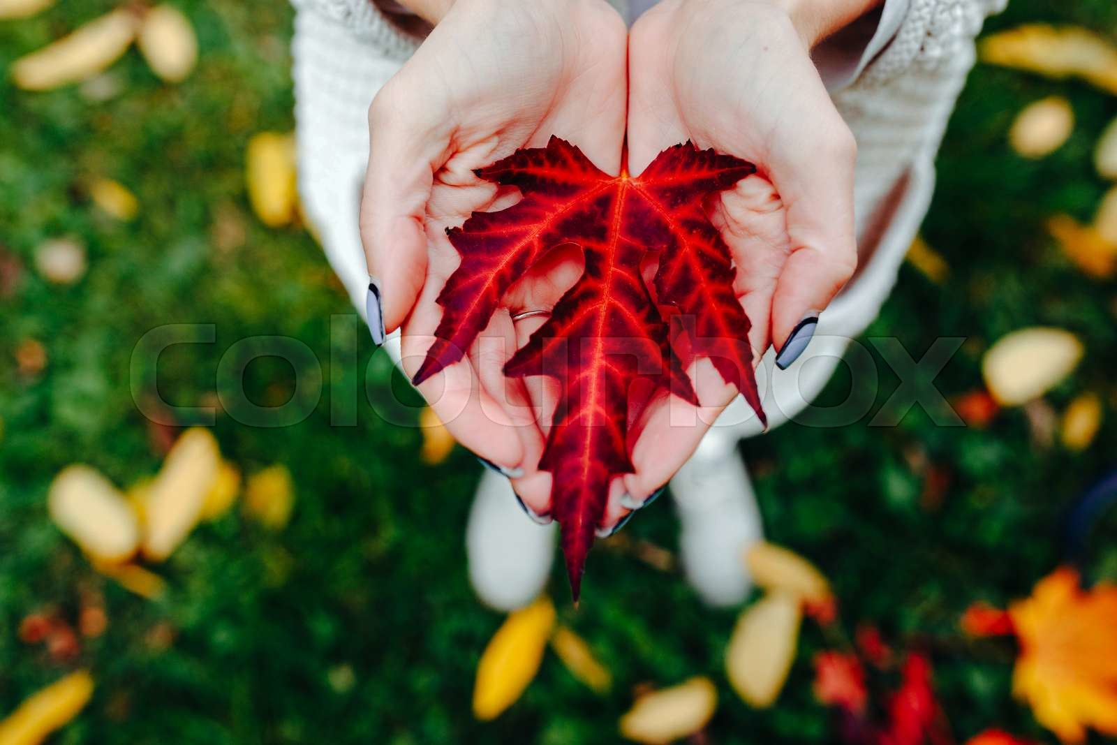 Autumn leaves in girl hands | Stock image | Colourbox