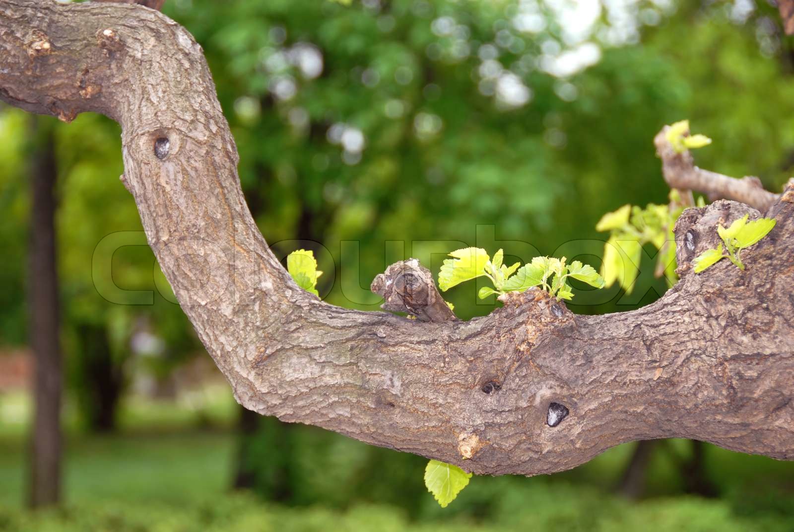 Ast | Stock Bild | Colourbox