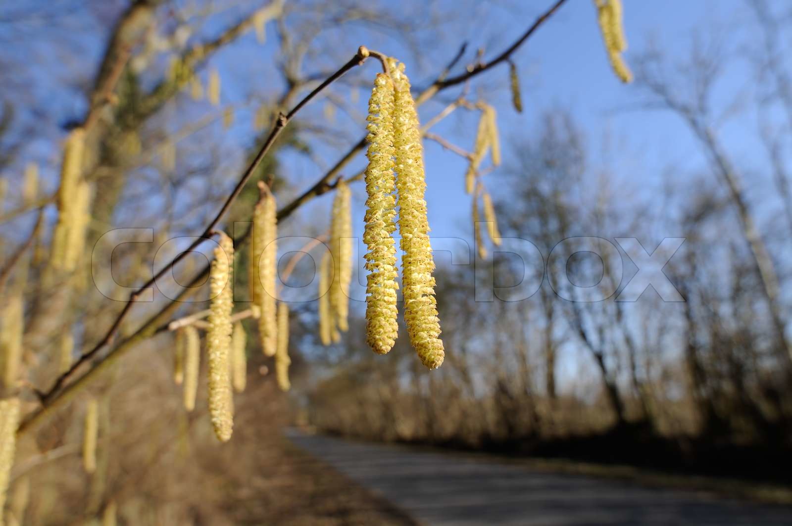 Hasselrakler allergi høfeber,Hazel hay-fever | Stock image | Colourbox