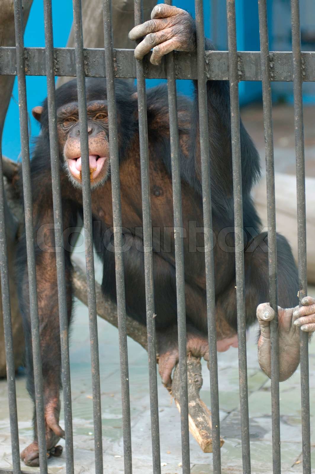 Mature chimpanzee in the cage of zoo. Natural light and colors | Stock ...