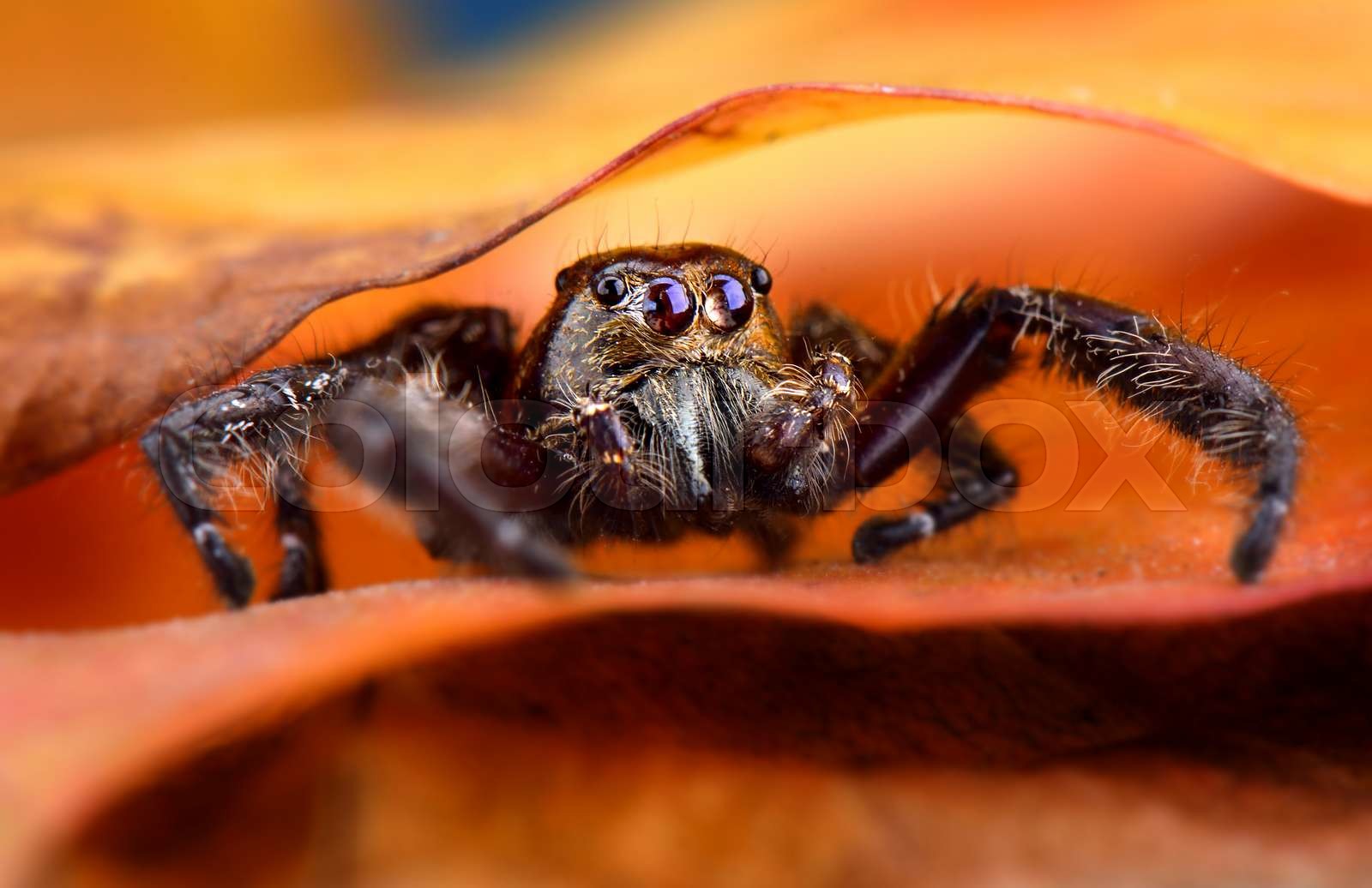 Black Jumping spider | Stock image | Colourbox