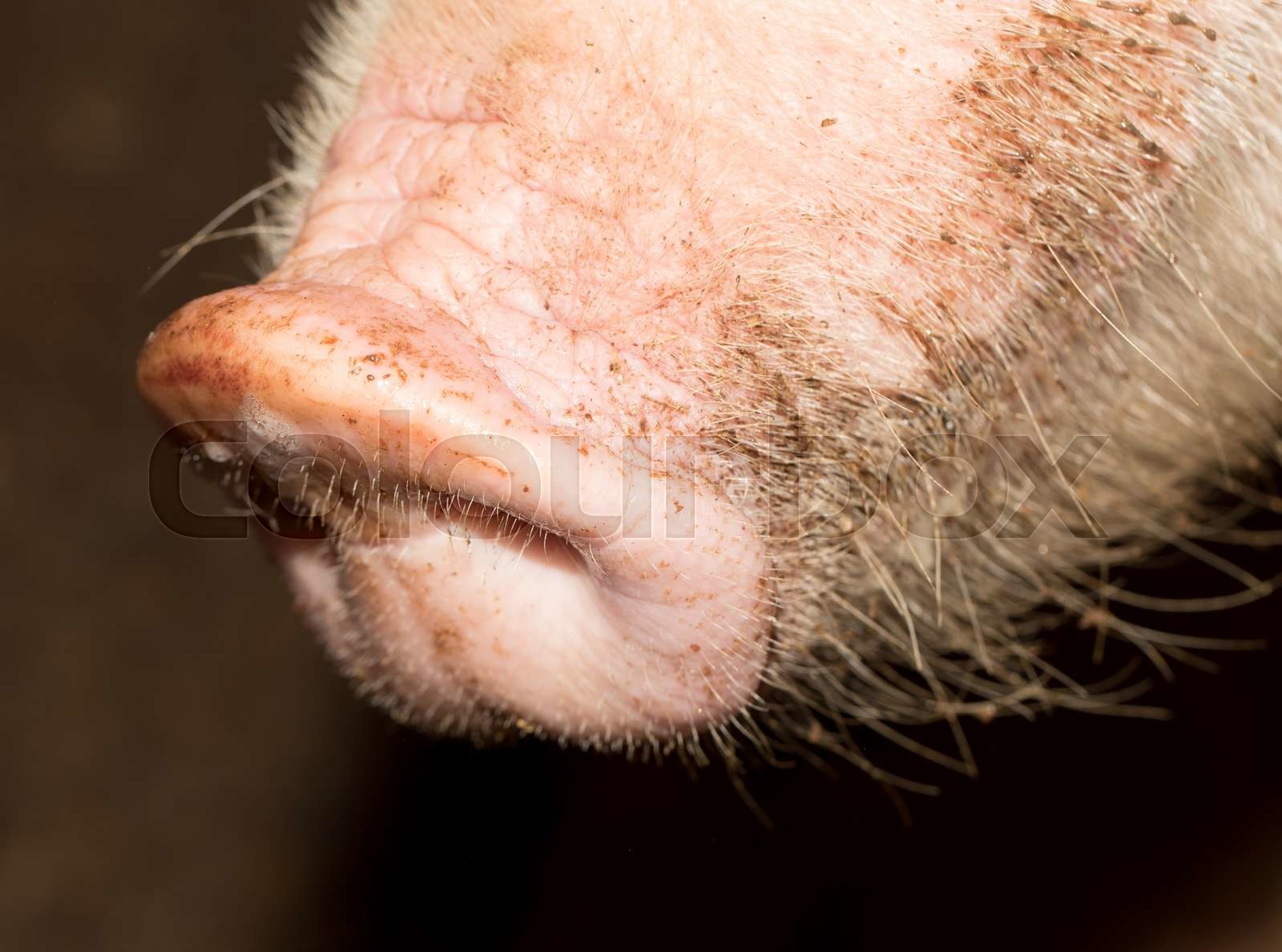 nose pig farm | Stock image | Colourbox