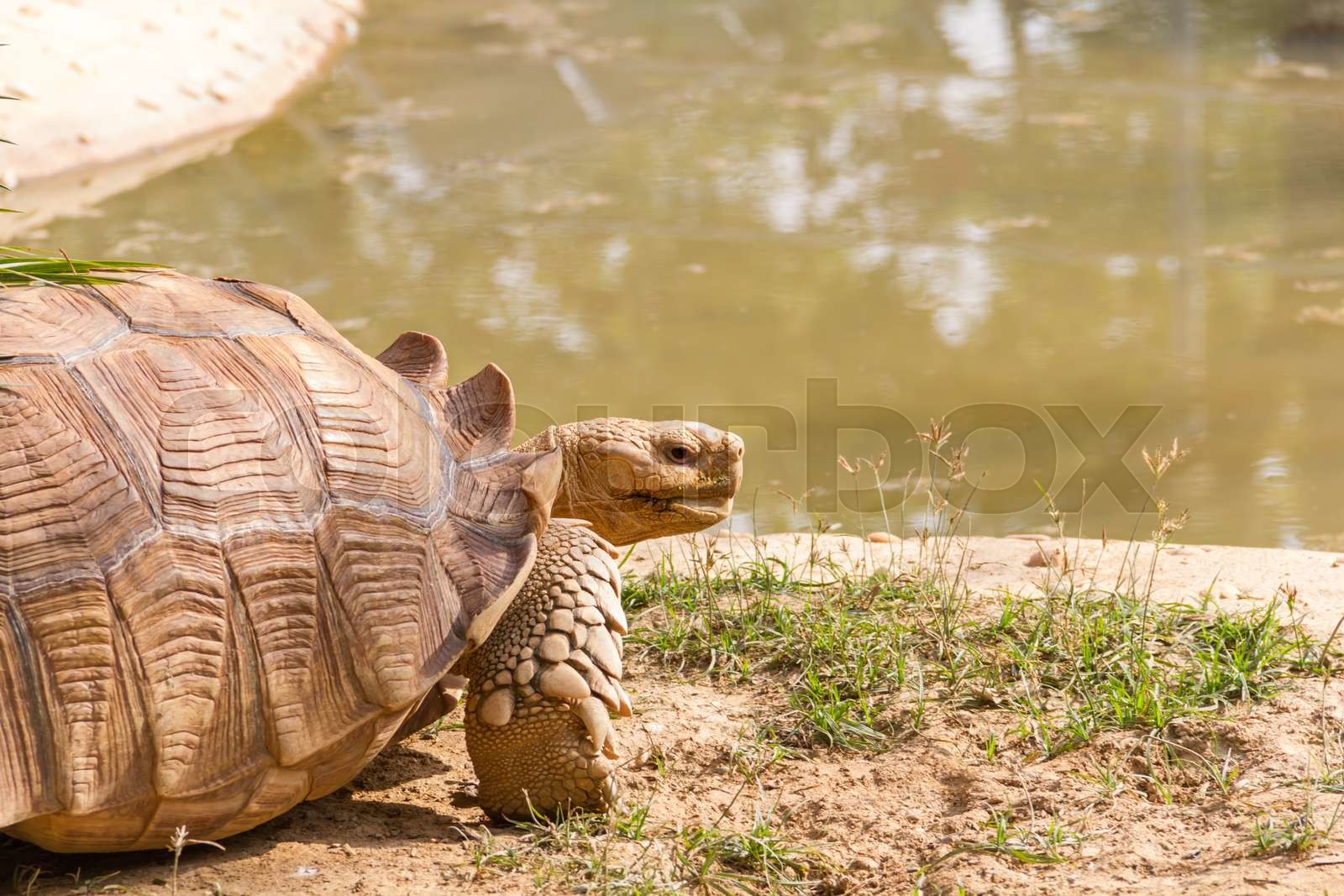 African spurred tortoise closeup. This Sulcata tortoise inhabits of ...