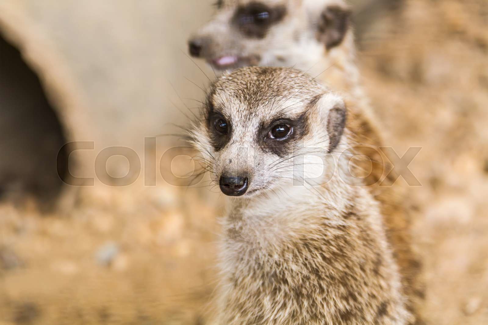 Meir Cats. in zoos the green zoos | Stock image | Colourbox