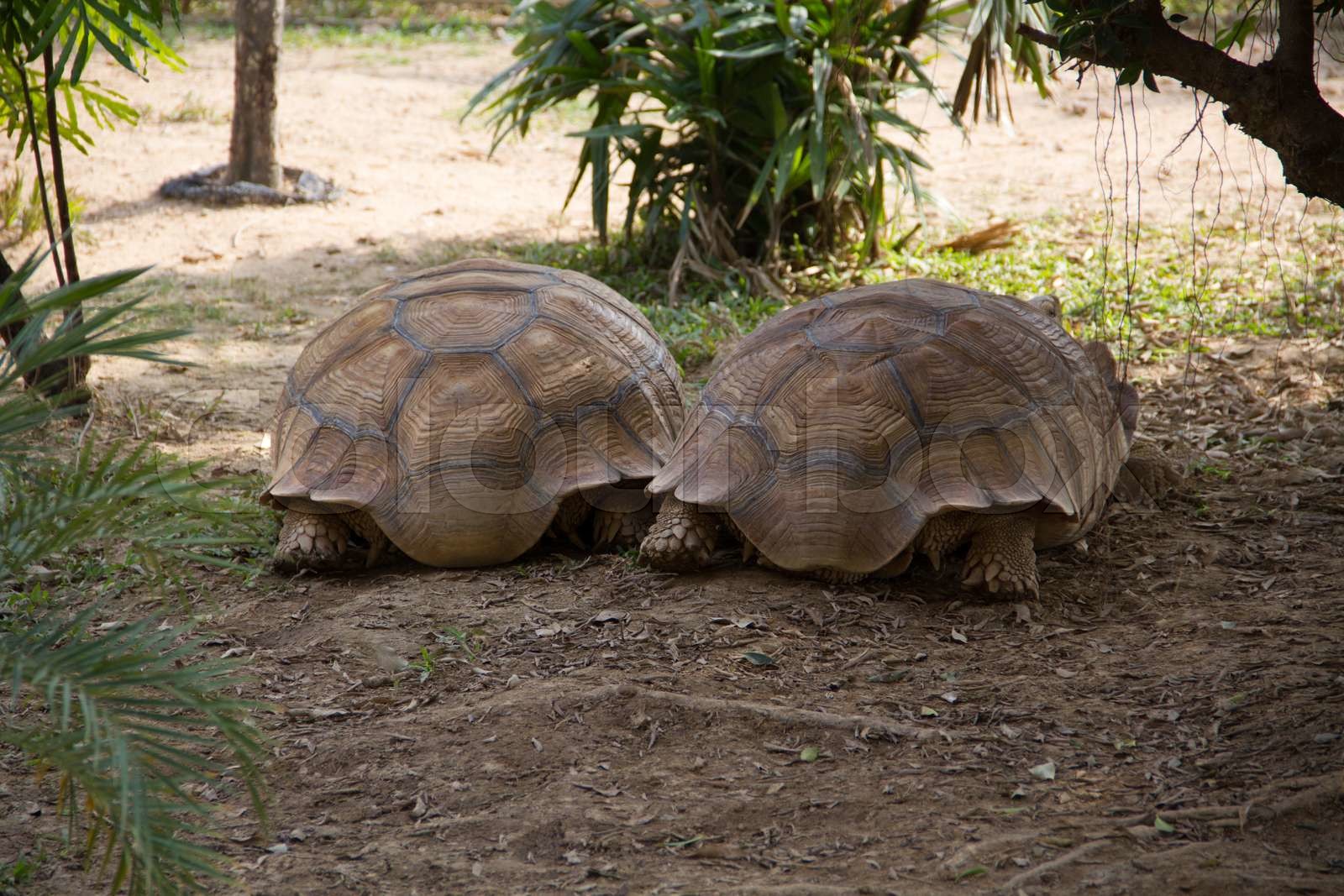 African spurred tortoise closeup. This Sulcata tortoise inhabits of ...