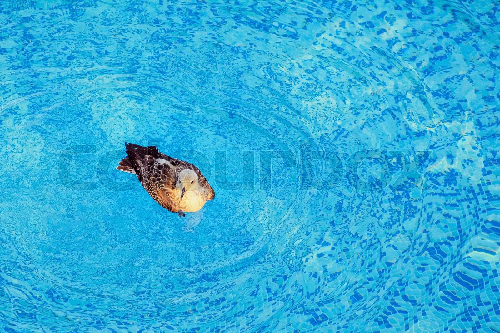 Seagull in the Pool | Stock image | Colourbox