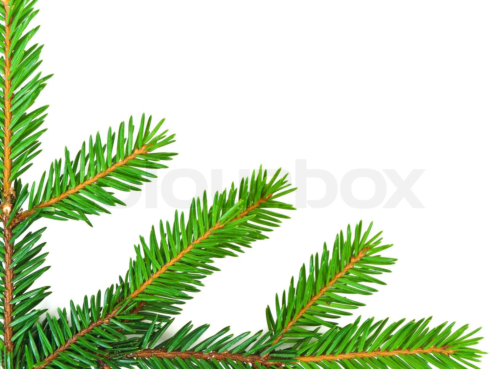 gran gren mod den hvide baggrund | Stock foto | Colourbox