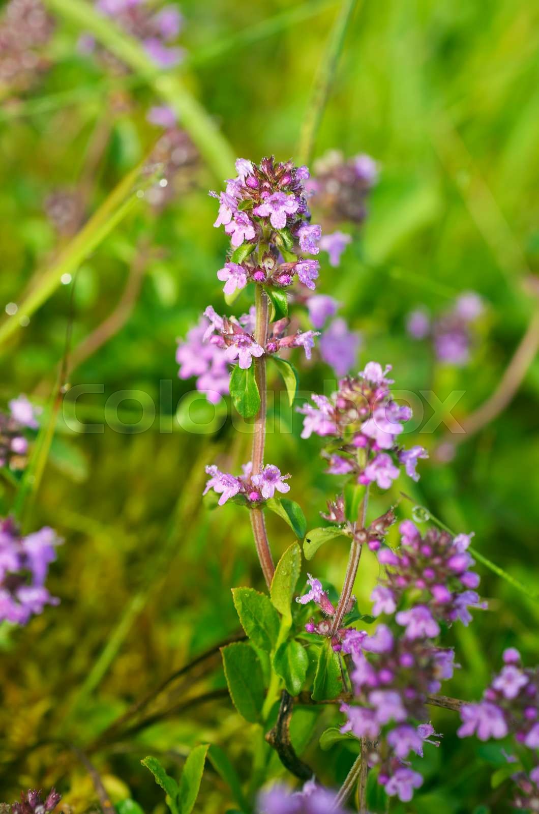 Thymus with flowers | Stock image | Colourbox