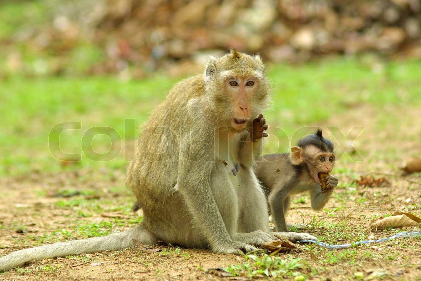 Sjove aber i National Park Angkor Wat , Cambodia | Stock foto | Colourbox