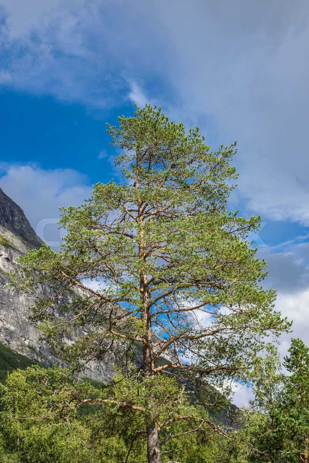 Landscape with mountains and trees in Norway | Stock image | Colourbox