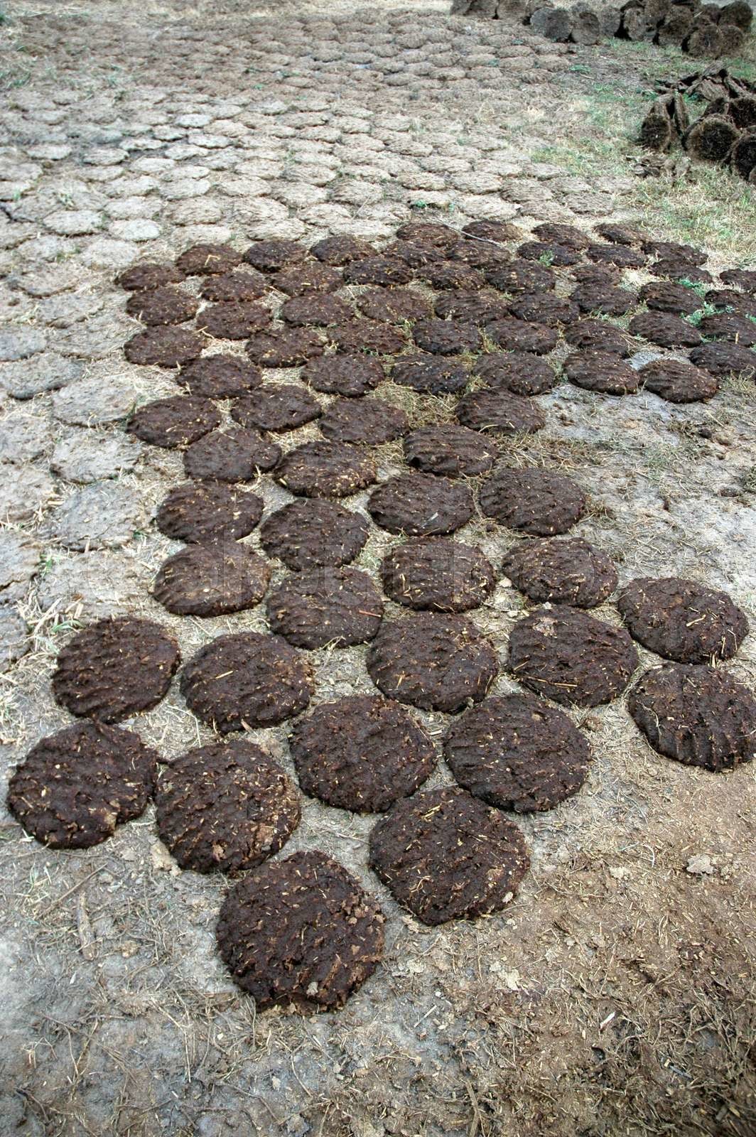 Making cow dung cakes | Stock image | Colourbox