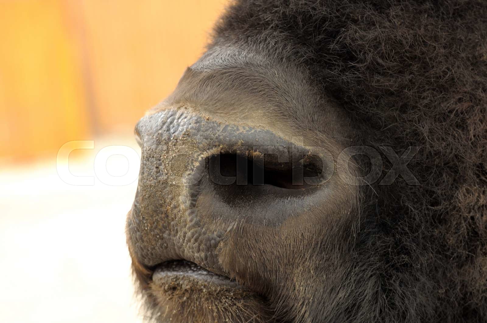 Nose of bison. | Stock image | Colourbox