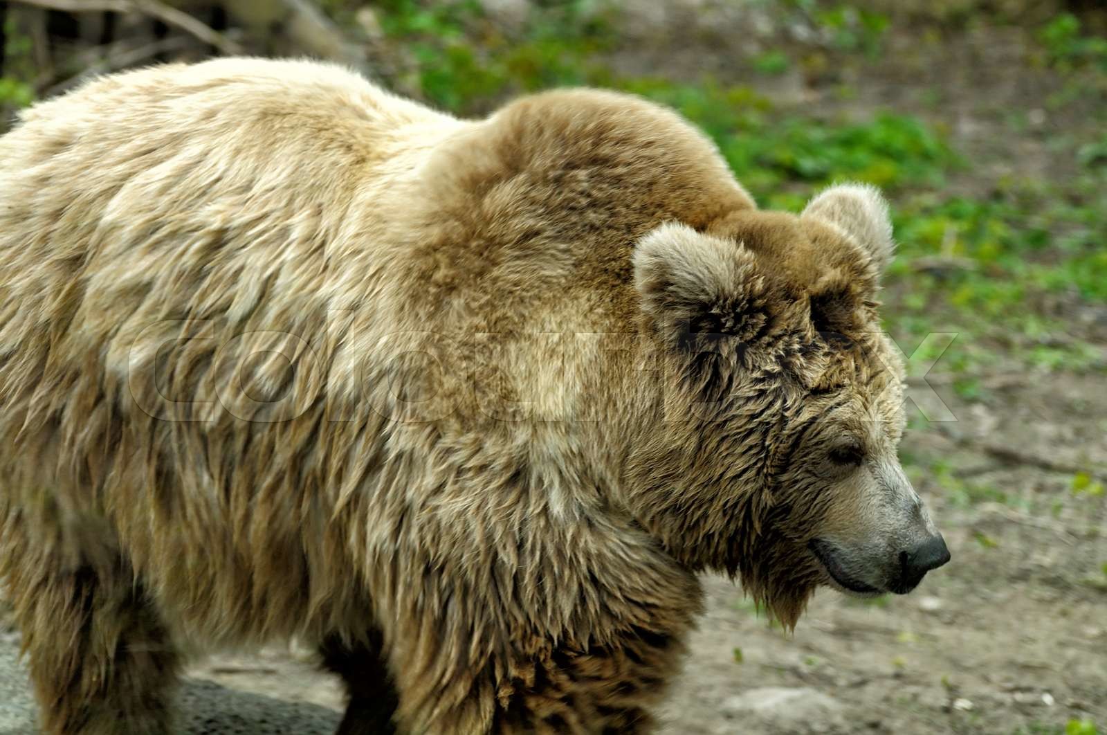 Bear. | Stock image | Colourbox