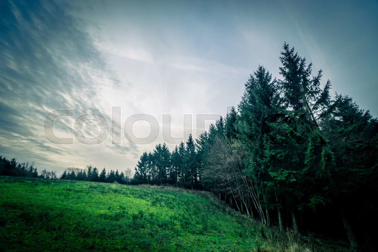 Pine trees on a green field | Stock image | Colourbox