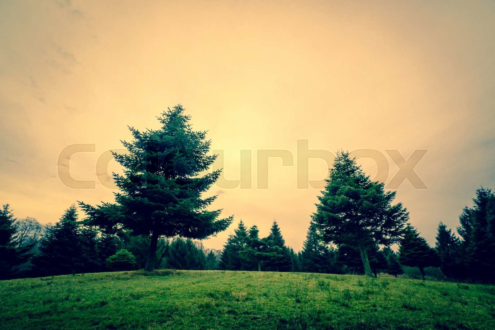 Pine trees in the sunset | Stock image | Colourbox